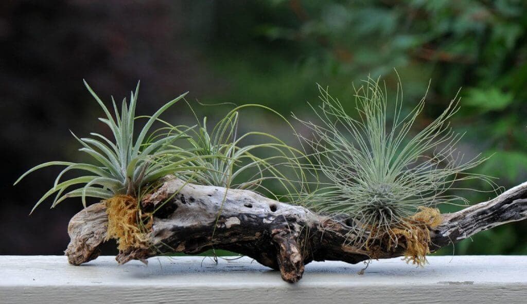 How To Take Care Of An Air Plant – Tips For A Healthy And Successful ...