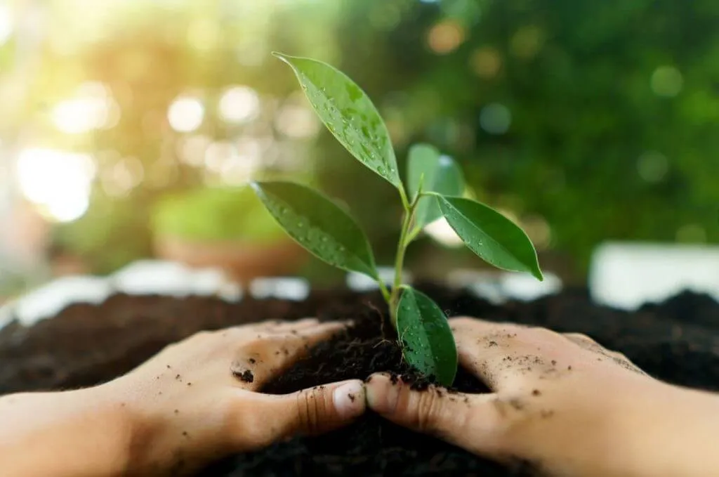 Ways on how to take care of the environment – Refu Blog in English